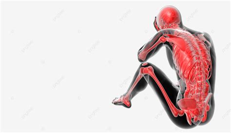 3d Render Human Antomy Science Male Human Skeleton Biology Intestine