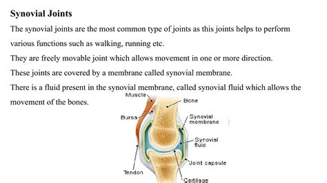 Structural And Functional Classification Types Of Joints Movements And Its Articulation Pptx