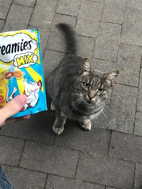 Чешский кот приколы для даунов котэ прикольные картинки с кошками смешные картинки и