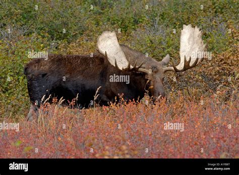 Moose Alces Alces Bull Feeding On Willow Bushes In Denali National Park