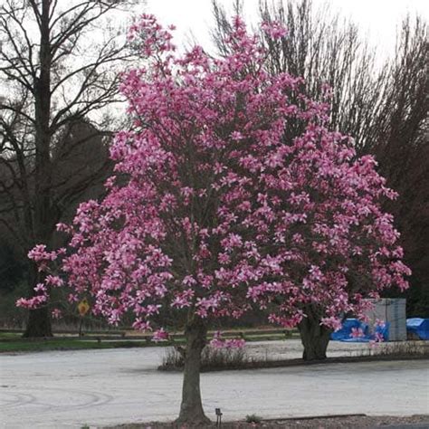Magnolia Galaxy Future Forests