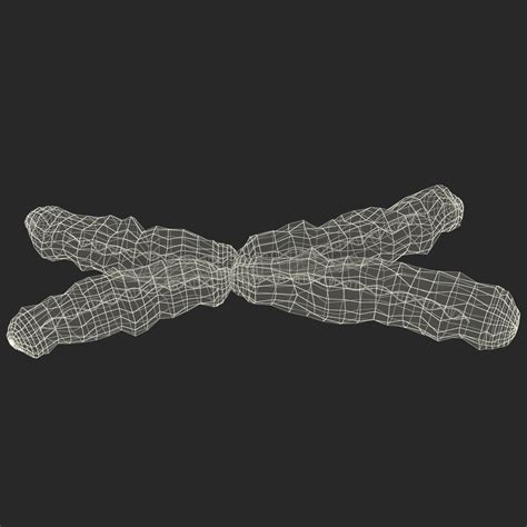 3d Chromosome