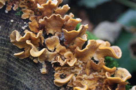 Mushrooom Fungi Toadstool Free Photo On Pixabay Pixabay