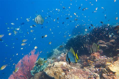 Raja Ampat Snorkeling Is In Our Experience The Best On Earth