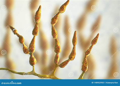 Mold Alternaria Alternata Allergic Fungus Stock Illustration