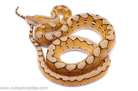 Pythons Outback Reptiles