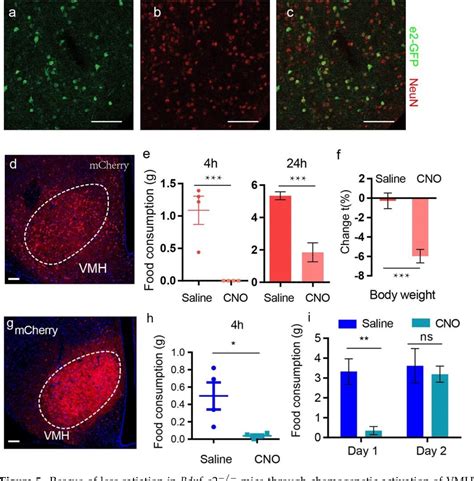 Figure 1 From Regulation Of Satiety By Bdnf E2 Expressing Neurons Through Trkb Activation In