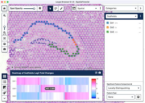 Explore Clusters In A Spatial Context Official 10x Genomics Support