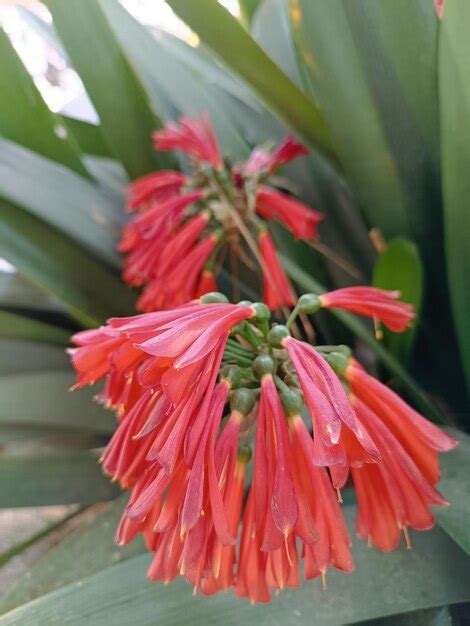 Premium Photo Clivia Nobilis