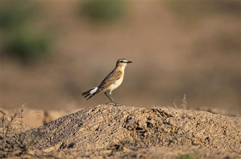 甘肃高台黑河湿地国家级自然保护区 沙䳭 中国自然保护区生物标本资源共享平台
