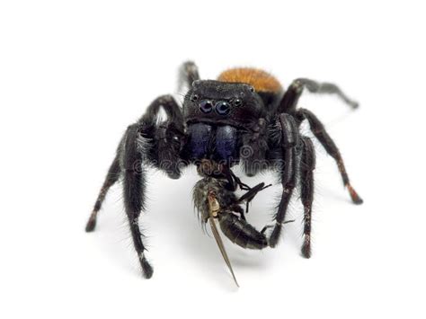 P1010002 Johnson`s Jumping Spider Phiddipus Johnsoni Feeding On A Fly Cecp 2020 Stock Image