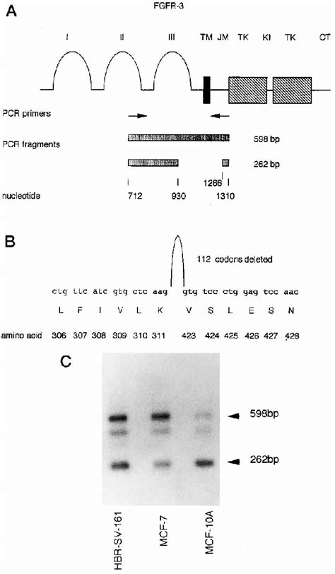 An Exon Deleted Form Of Fgfr 3 Is Transcribed In Breast Epithelial