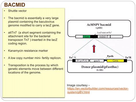 Baculovirus Expression Vector System Pptx