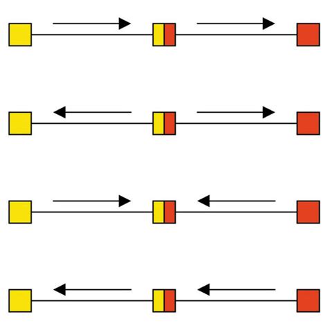 Four Possible Orientations Of Products Of Intermolecular Recombination
