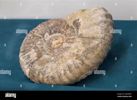 Ancient Prehistoric Fossils An Archaeological Find The First Living