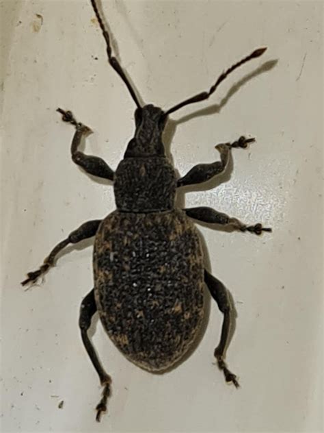 Is That A Weevil Rweeviltime