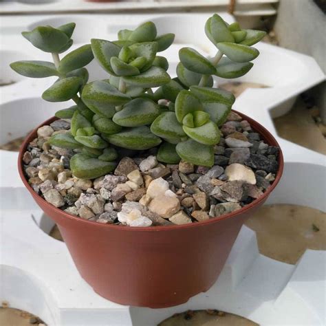 Crassula Rupestris Uhlig Kakteen More Than 5000 Different Species