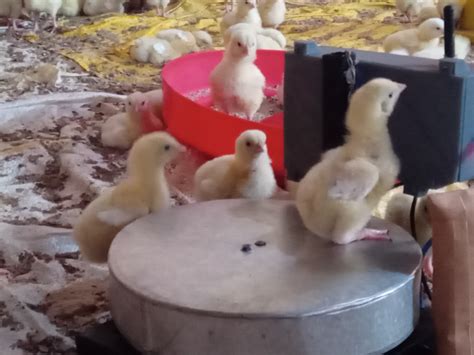 data feathers powering the future of chicken farming with your used laptop batteries