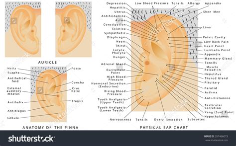 Auricle Human Ear Pina Anatomy Pina Stock Vector Royalty Free