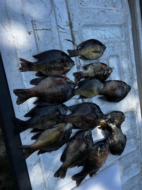 Big Bluegill On A Fly Rod Are Fun To Catch Scrolller