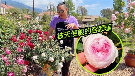 园艺篇393 尘世天使不要被她天使的容颜欺骗优缺点听了再决定追否Earth Angel YouTube