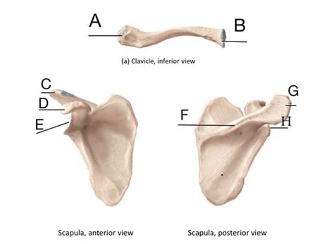 Exercise 10 Appendicular Skeleton Flashcards Quizlet