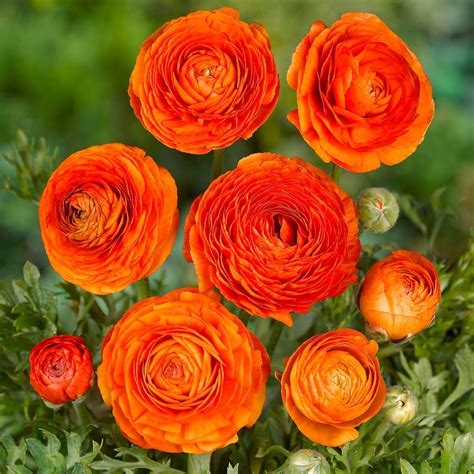 Ranunculus Orange Order Ranunculus Corms Online Bulbs Direct Nz