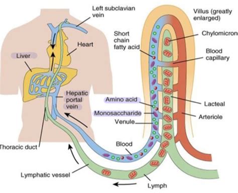 Systems Physiology Exam 5 Absorptive State Compartments Flashcards Quizlet