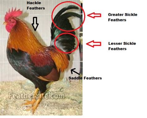 Chicken Sickle Feathers Glossary Of Chicken Terminology Cfrhpj
