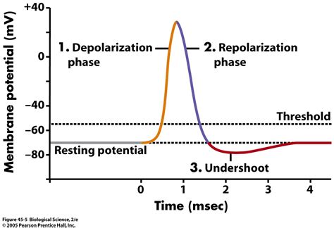 Electromagnetism Characterizing A Neural Action Potential In Space And Time Physics Stack