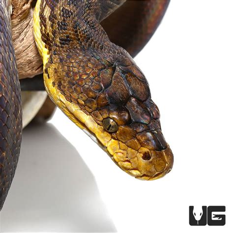Adult Timor Python Malayopython Timoriensis For Sale Underground