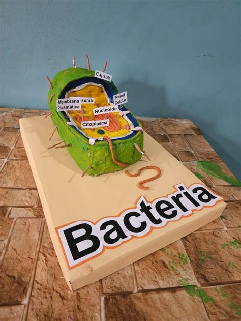 Maqueta De Partes De La Bacteria Maquetas De Celulas Juegos De Silabas Maquetas Escolares