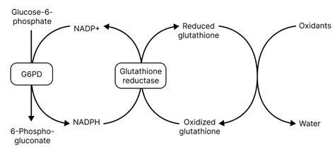 Glucose 6 Phosphatase