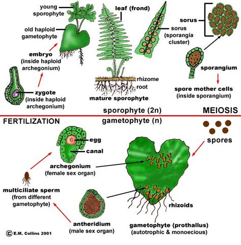 Describe The Life Cycle Of Mosses Josiah Has Padilla