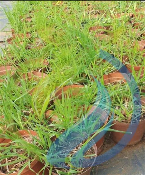 Grasses Russian Grass Seed Was Sold For 9900 On 27 Aug At 0616 By Yourgzone In Pretoria