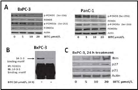 Bitc Activates Foxo Transcription Factors And Pro Apoptotic Proteins In Download Scientific