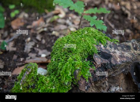 Moss Attached To A Cut Tree Stump Stock Photo Alamy