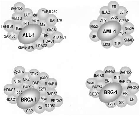 scaffolding nuclear proteins support combinatorial control of gene download scientific diagram