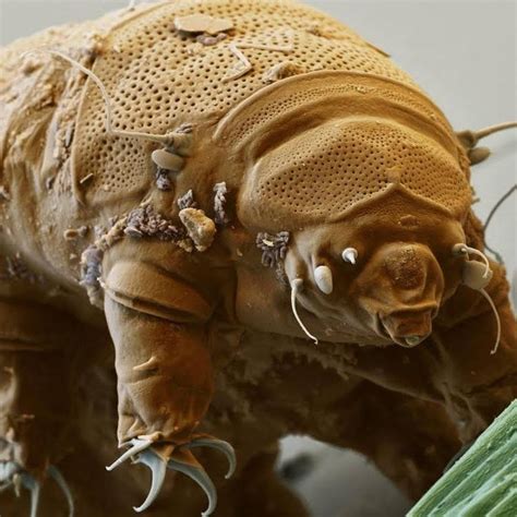 Nikolays Genetics Lessons On Linkedin Nikolays Genetics Lessons