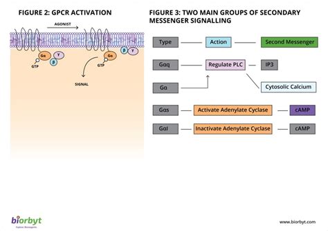 Gpcr Pathway Signaling Pathways Biorbyt