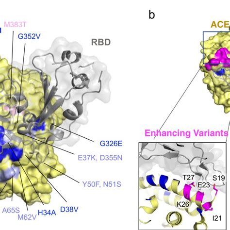 Human Ace2 Polymorphisms Mapped To The Structure Of Human Ace2 In