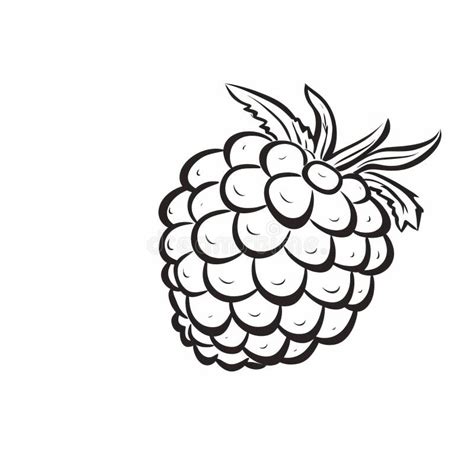Raspberry Fruit Berry Outline Vector Icon Drawing Monochrome Raspberry Fruit Berry Outline Vector Icon Drawing Monochrome