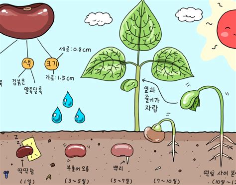 과학 교과서 그리기강낭콩 씨가 싹트는 과정초등 4학년 1학기 과학 식물의 한살이