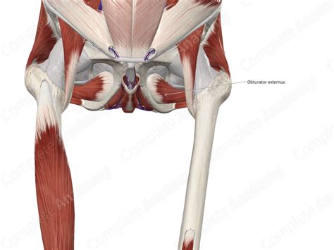 Obturator Externus Complete Anatomy