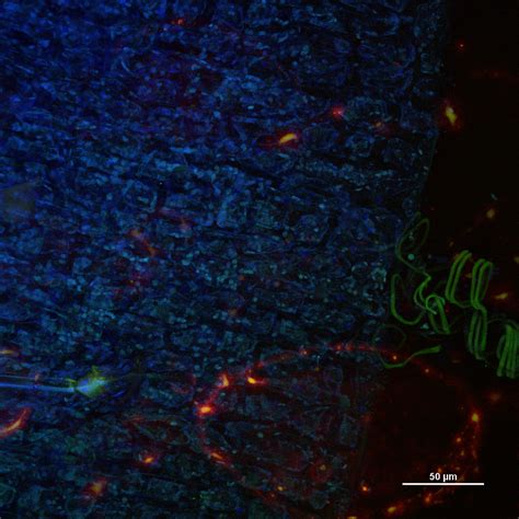 Solandra Spp Microcosms