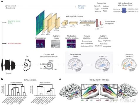 使用深度神经网络预测大脑如何处理自然声音 知乎