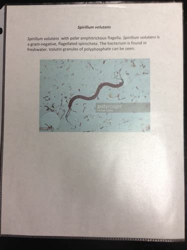 Lab One Flashcards Quizlet