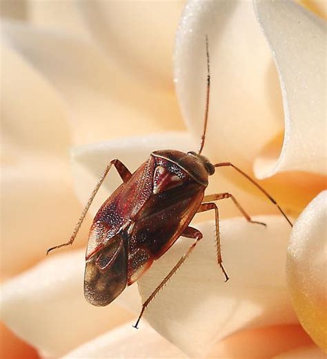 Another Bug Lygus Bugguide Net