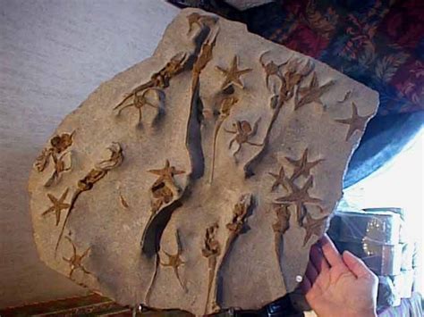 Fossil Echinoderms Crinoids From Morocco Echinoderm Fossil Fossils