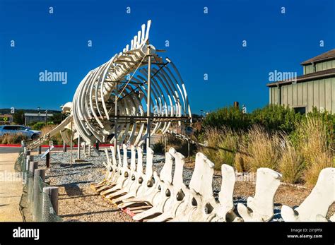 Complete Blue Whale Skeleton On Display At A Marine Laboratory Of The